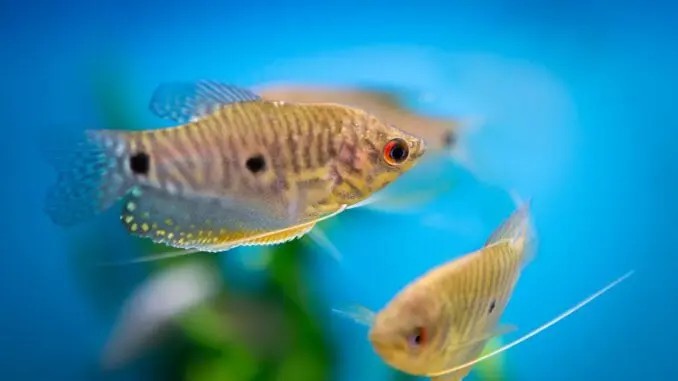 18 plus beaux poissons gourami et comment en prendre soin ...