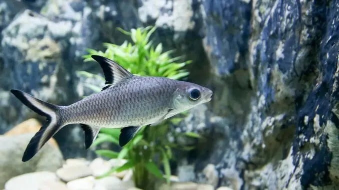 barbu requin: ce doux géant est-il adapté à votre aquarium ...