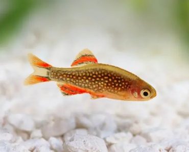 Le poisson zèbre Guide d'entretien complet: Ce poisson convient-il à ...
