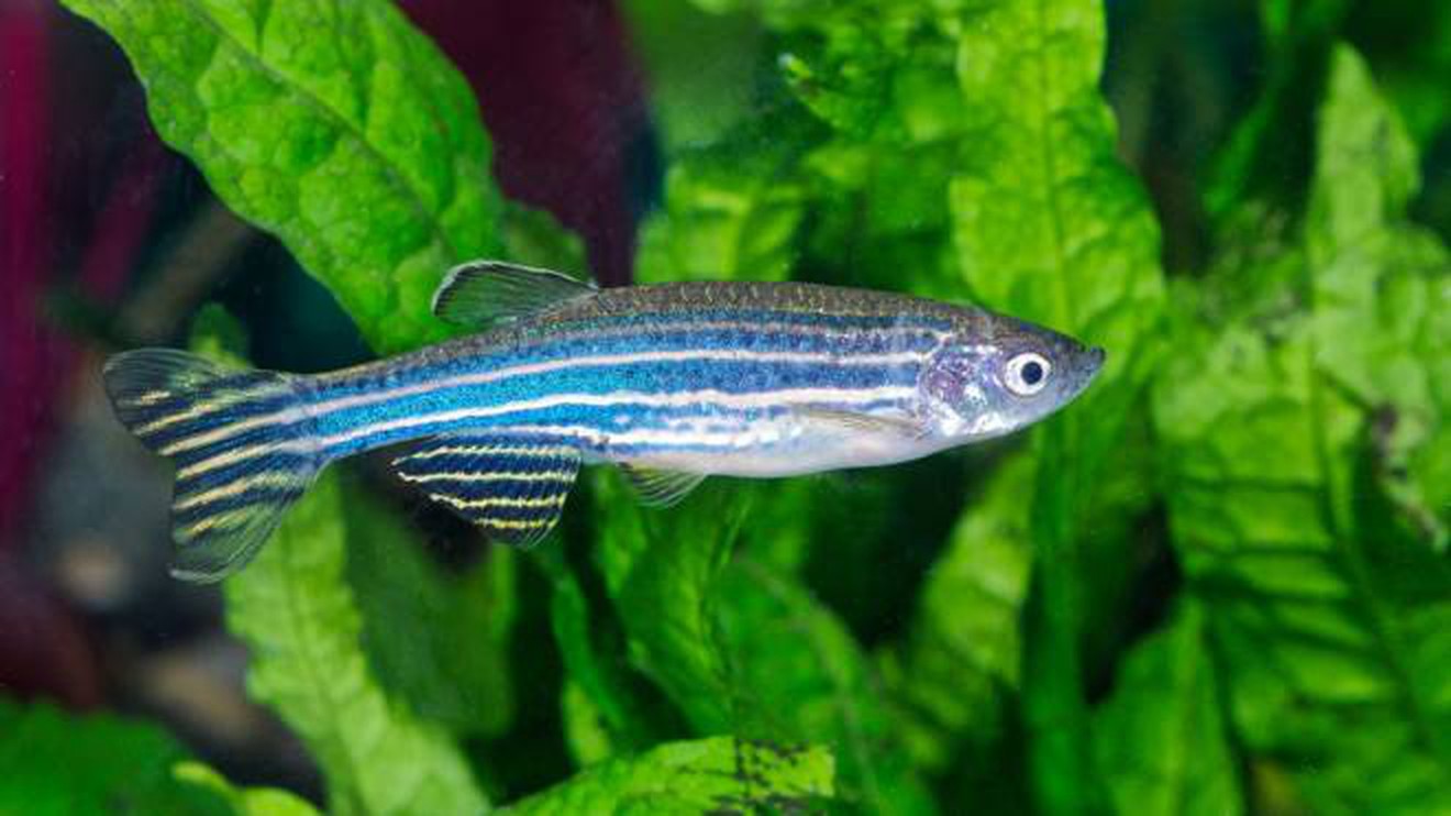 Le poisson zèbre Guide d'entretien complet: Ce poisson convient-il à ...